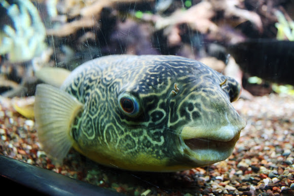 Mbu Pufferfish | Project Noah