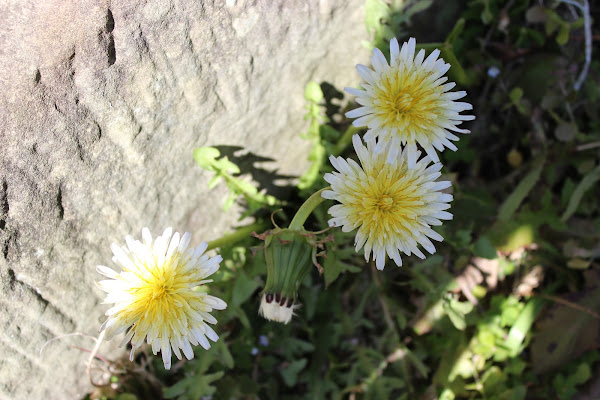 Japanese White Dandelion | Project Noah