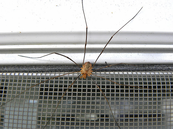 Harvestman (Daddy Long-Legs) | Project Noah