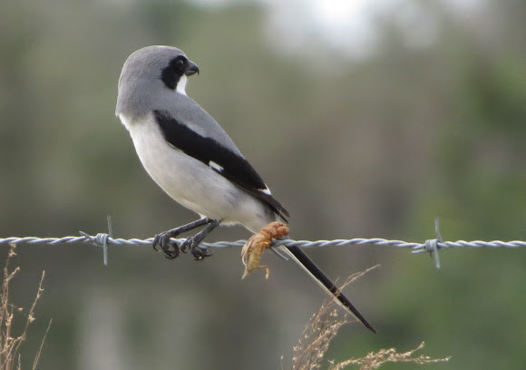 Loggerhead Shrike (Butcher Bird) & Prey | Project Noah