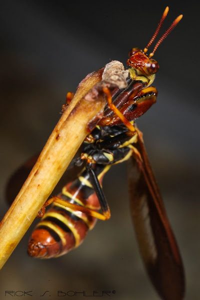 Wasp Mantidfly | Project Noah