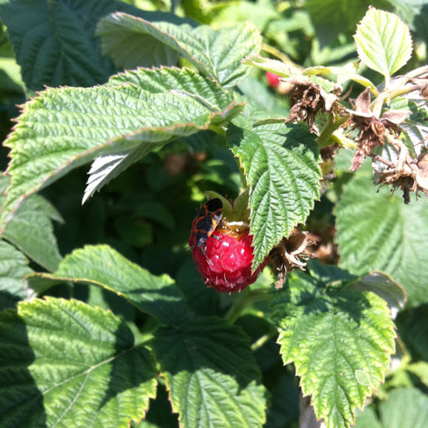 Raspberries | Project Noah