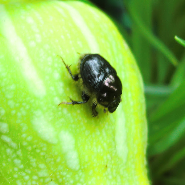 Native dung beetle | Project Noah
