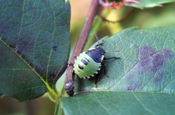 Green Shield Bug larvae | Project Noah