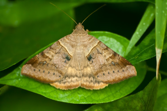 Noctuid moth | Project Noah