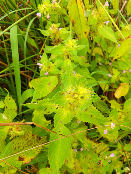Common Hemp-nettle | Project Noah