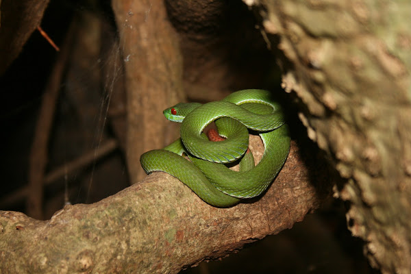 Ruby-eyed Green Pit Viper | Project Noah