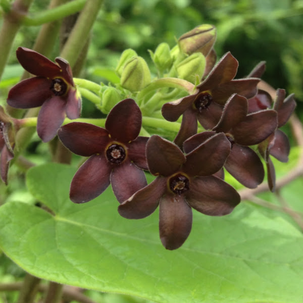 Carolina Milkvine | Project Noah