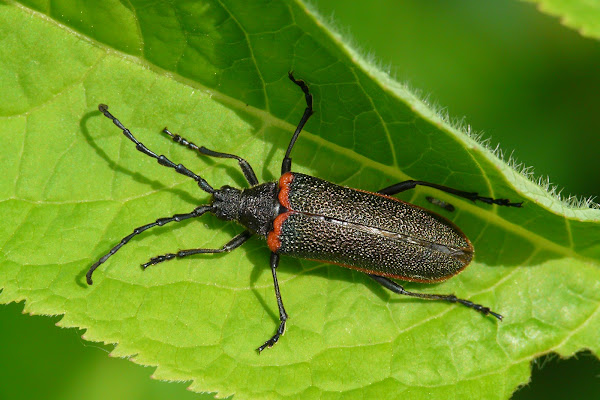 Elderberry longhorn beetle | Project Noah