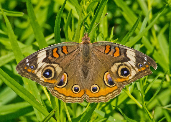 Common Buckeye | Project Noah