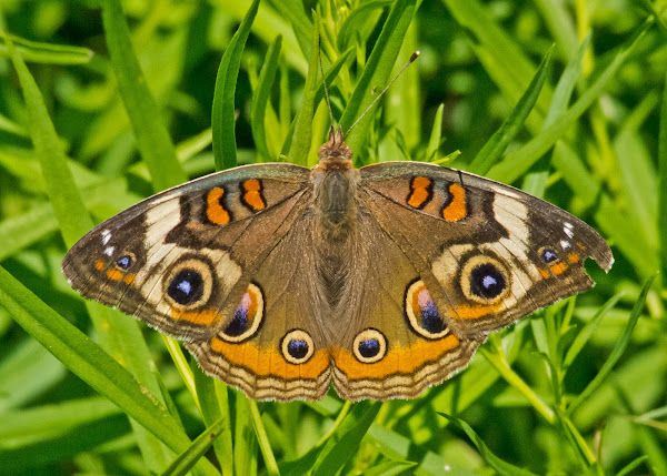 Common Buckeye | Project Noah