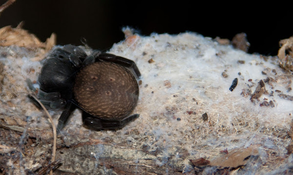 Tree Velvet Spider | Project Noah