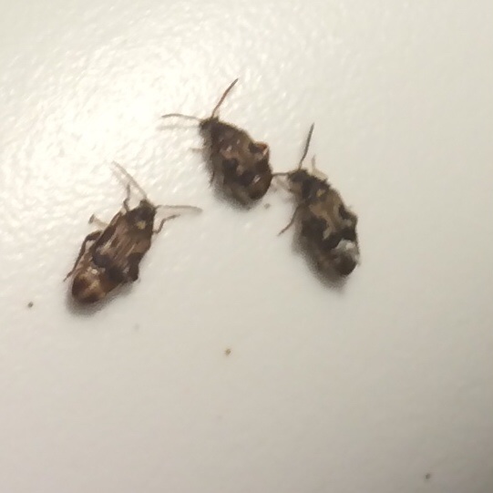 Southern Cowpea Weevil | Project Noah