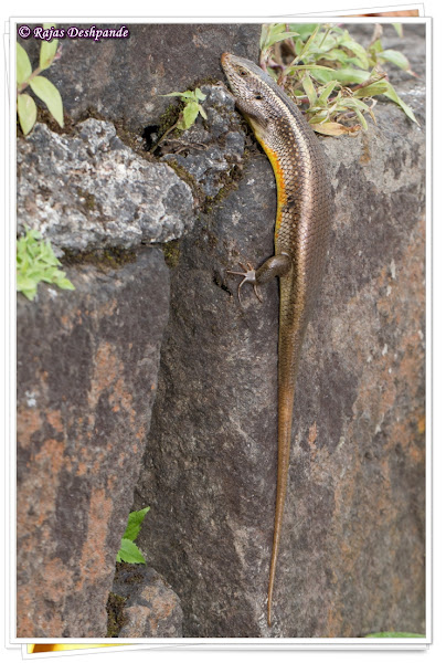 Golden Skink | Project Noah