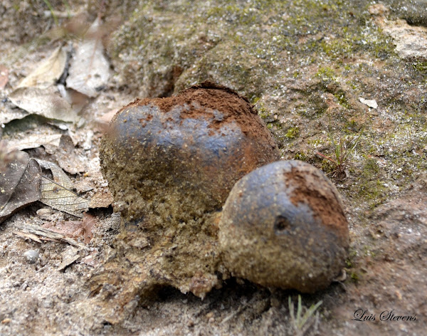 Horse Dung Fungus | Project Noah