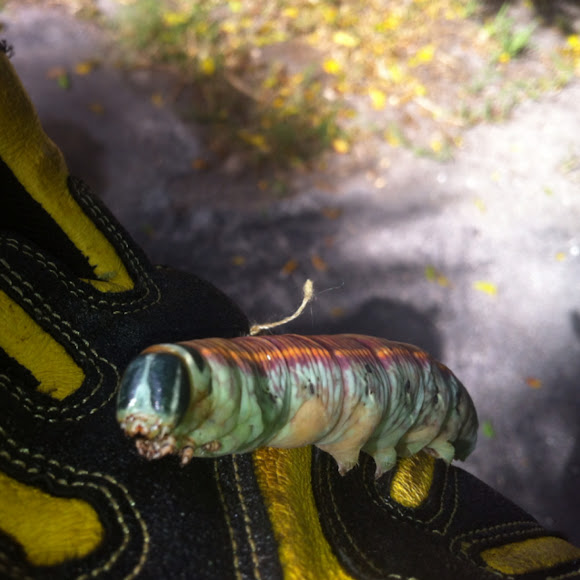 Fig Sphinx Caterpillar | Project Noah