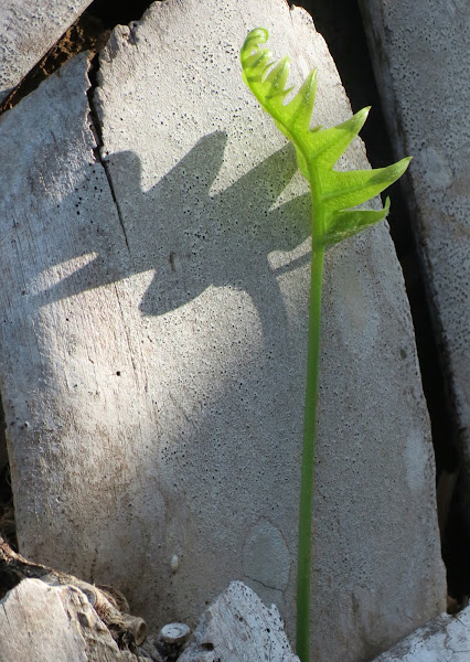 Cabbage palm fern | Project Noah