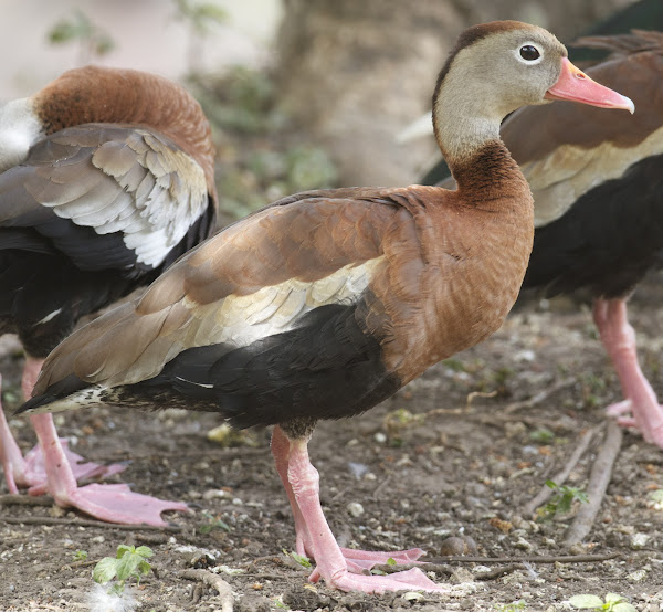 Pijije Comun o Piche | Project Noah