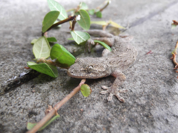 Japanese gecko, nihon yamori | Project Noah