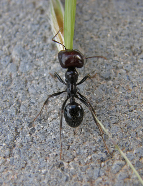 Harvester ant | Project Noah