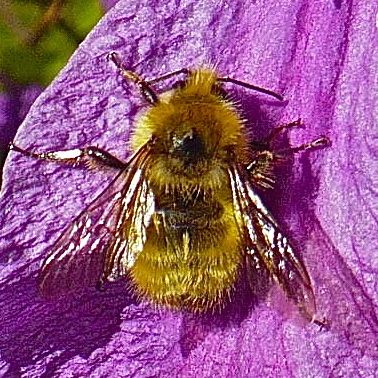 Fuzzy Yellow Bee | Project Noah