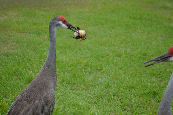 Baby Whooping Cranes