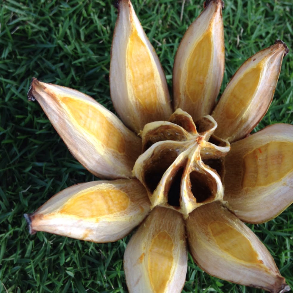 Autograph Tree seed pod | Project Noah