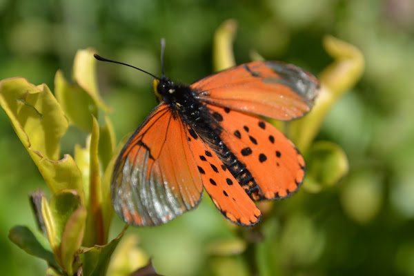 Garden Acraea | Project Noah