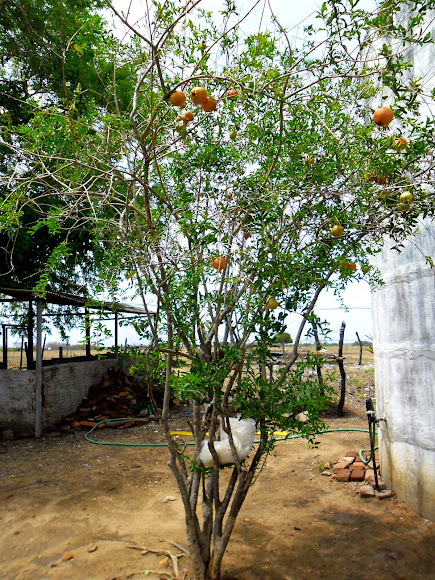 Pé de romã | Project Noah