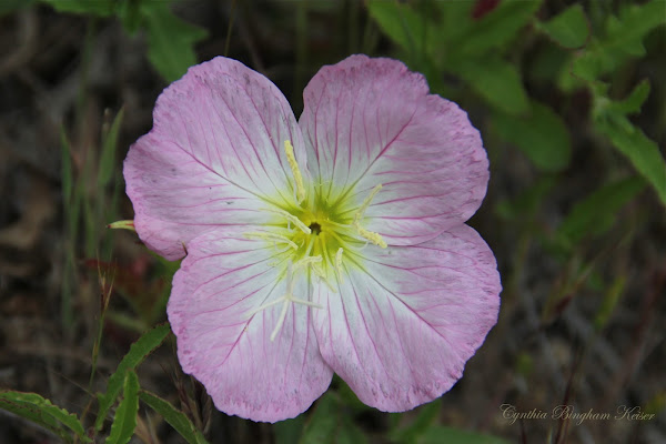 Mexican Evening Primrose | Project Noah