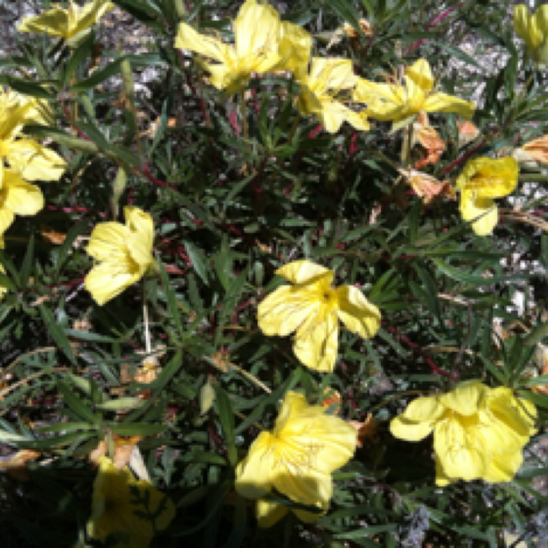 Missouri Primrose | Project Noah