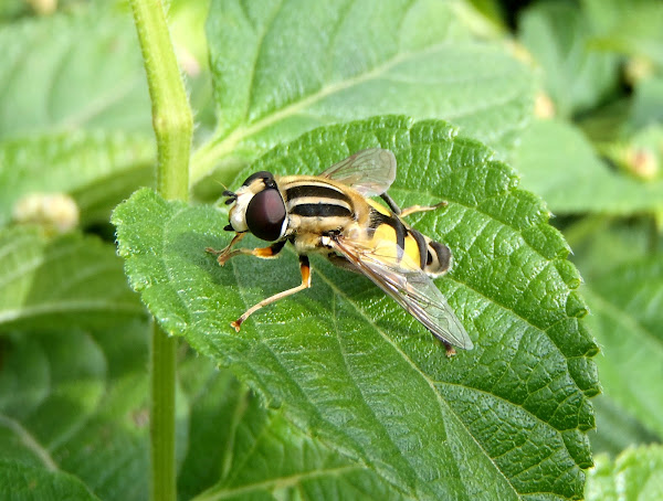 Mosca Helophilus fasciatus (hembra, female) | Project Noah