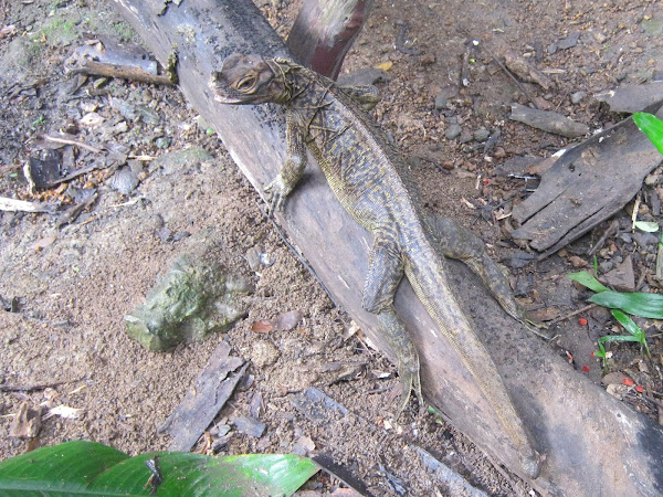 Philippine Sailfin Lizard | Project Noah