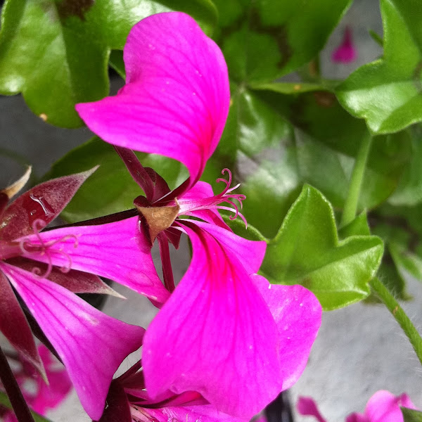 Pink Ivy Geranium | Project Noah
