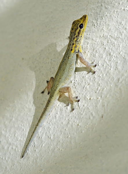 Yellow-headed Dwarf Gecko | Project Noah
