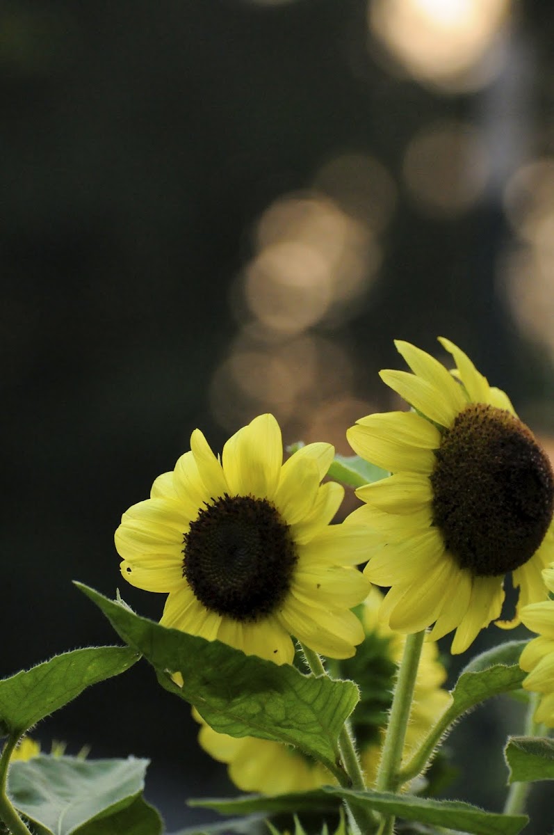 Sunflower Elves Blend | Project Noah