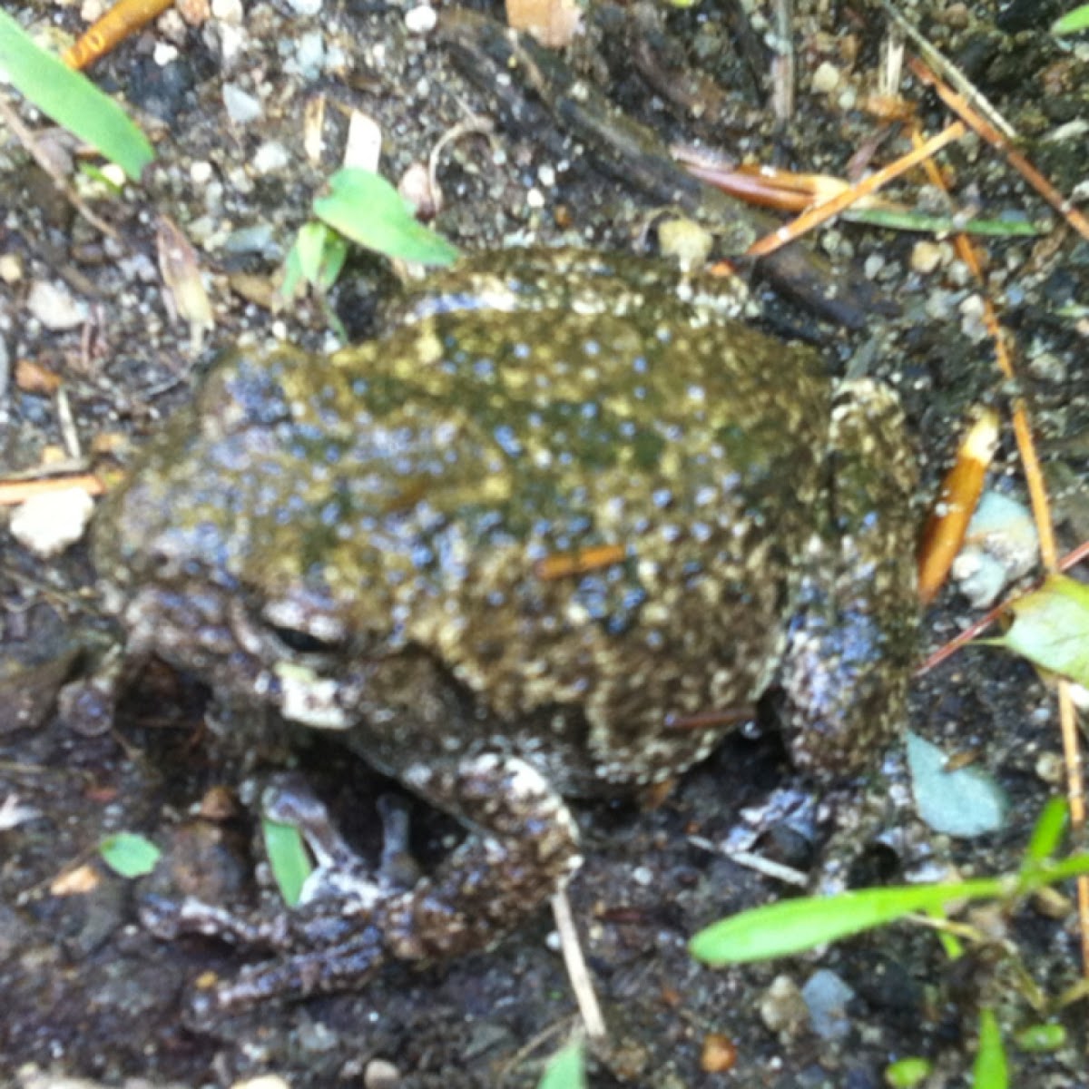 Gray Tree Frog | Project Noah