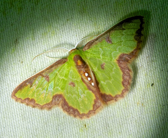 Emerald Moth | Project Noah