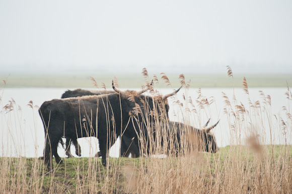 Heck cattle | Project Noah