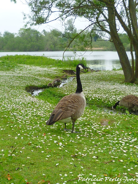 Canada Goose | Project Noah