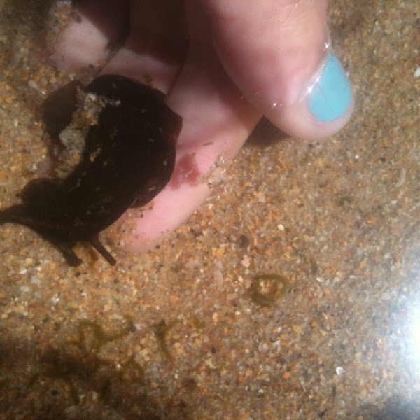 Sea hare | Project Noah