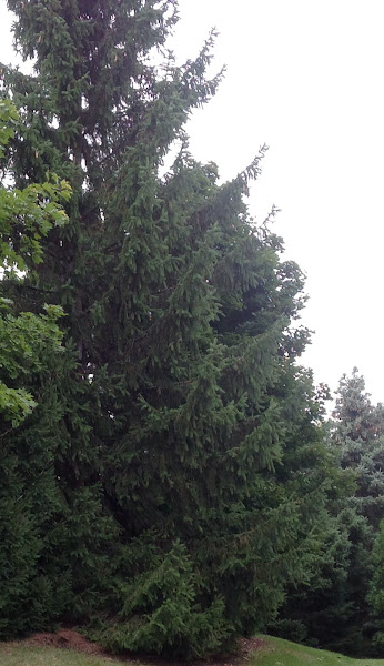 Evergreen | Project Noah