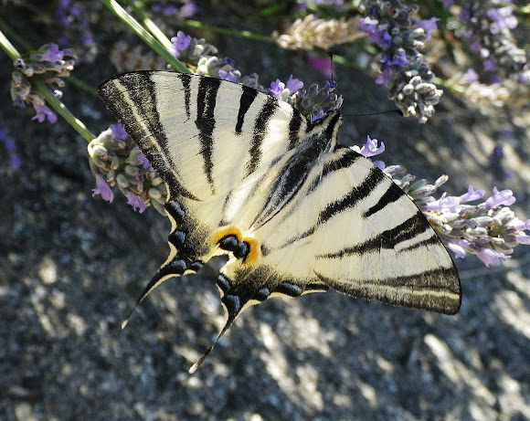 Scarce Swallowtail, prugasto jedarce | Project Noah