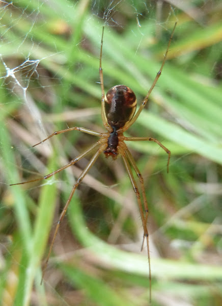 Money Spider | Project Noah