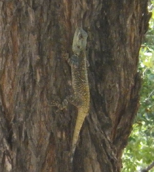 Southern Tree Agama (Male) | Project Noah