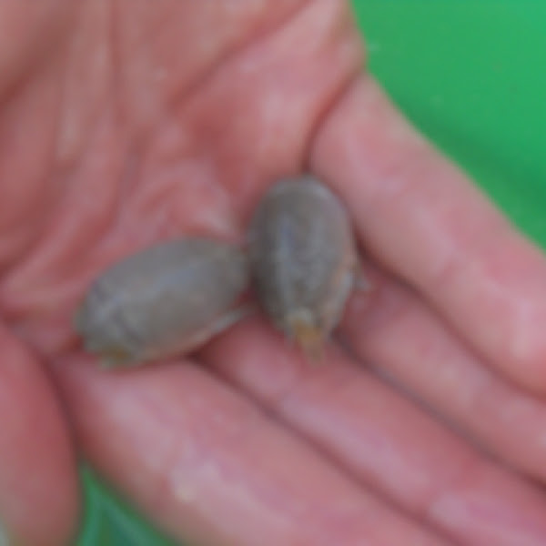 Sand fleas, sand crabs, or mole crabs | Project Noah