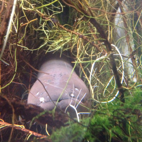 Electric eel | Project Noah