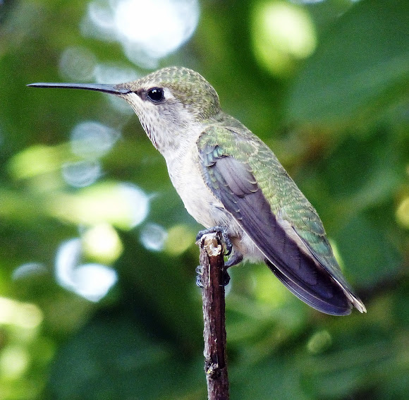 Anna's Hummingbird(Female) | Project Noah