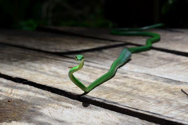 Green Vine Snake | Project Noah