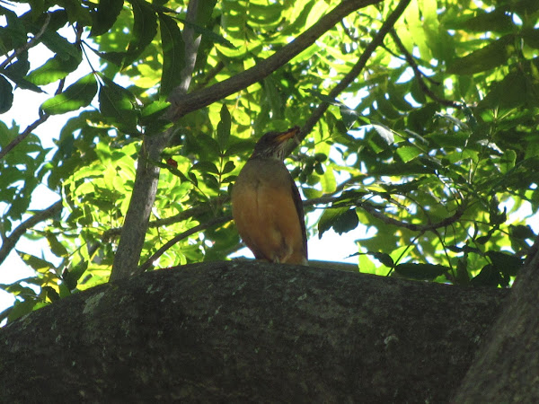 Olive Thrush | Project Noah